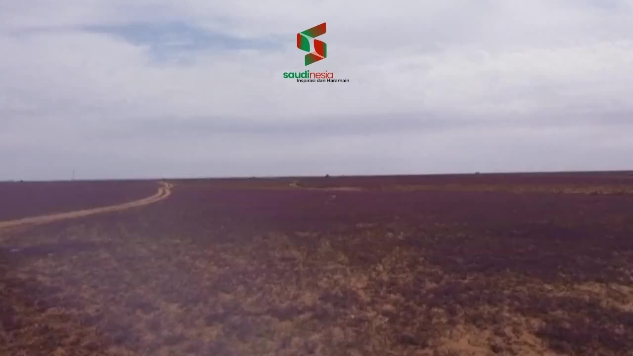 Saudi Lavender: Menutupi Bumi Dengan Keindahan Warna-Warni dan ...